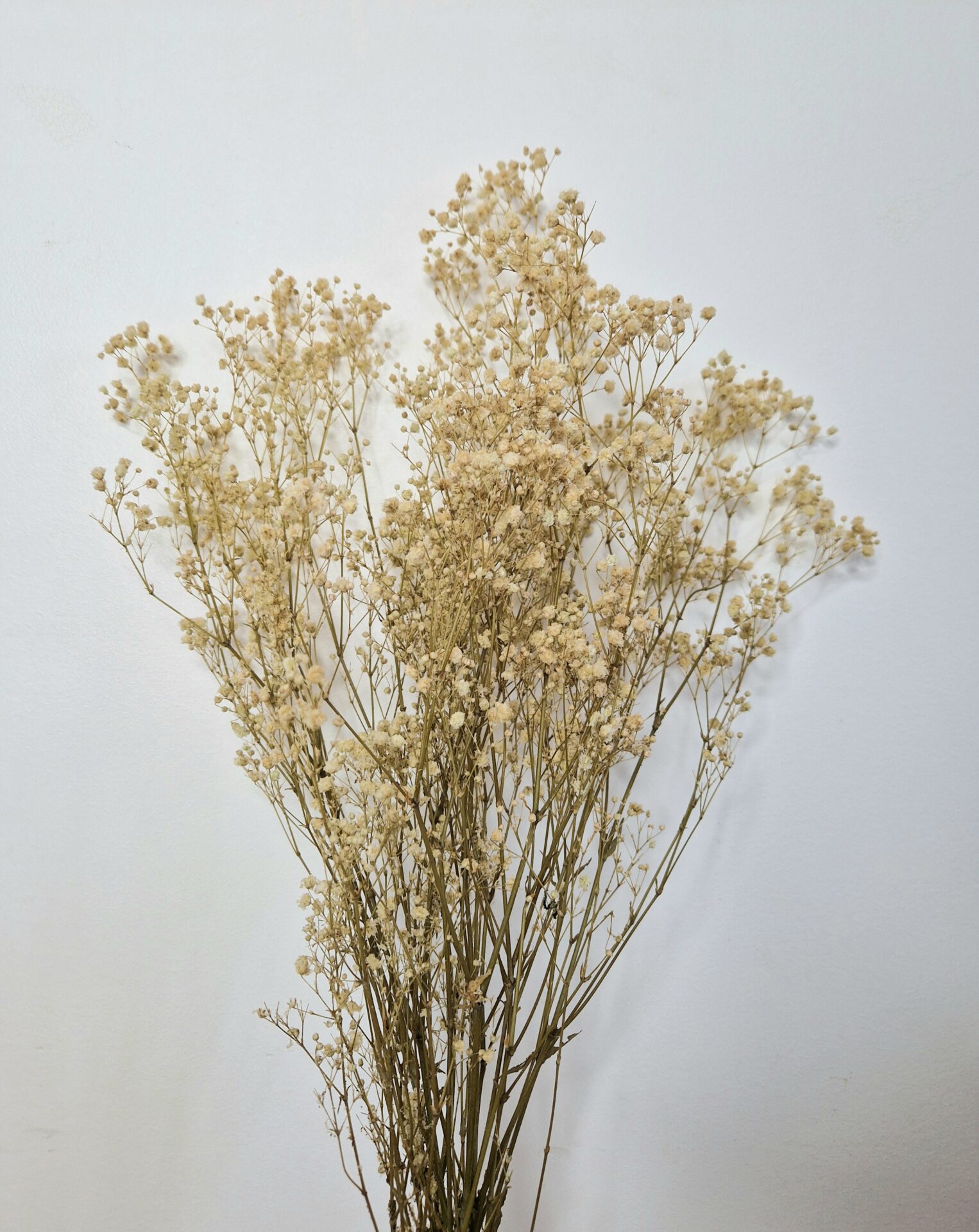 Bouquet de Gypsophile stabilisé - Unikfactory